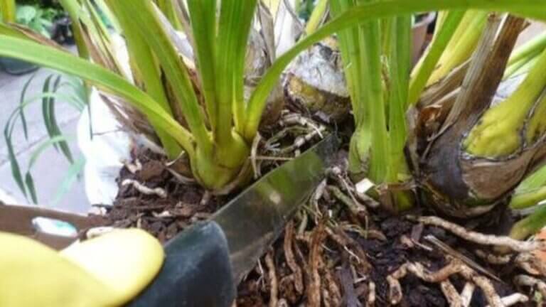 How To Repot Orchids? A Step By Step Guide! : Gardening Mantras