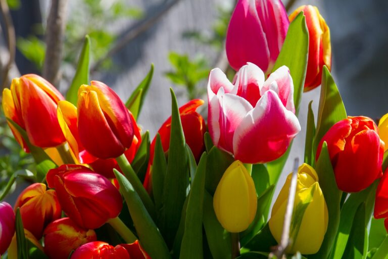 How To Grow And Care For Rembrandt Tulips? - A Detailed Guide ...