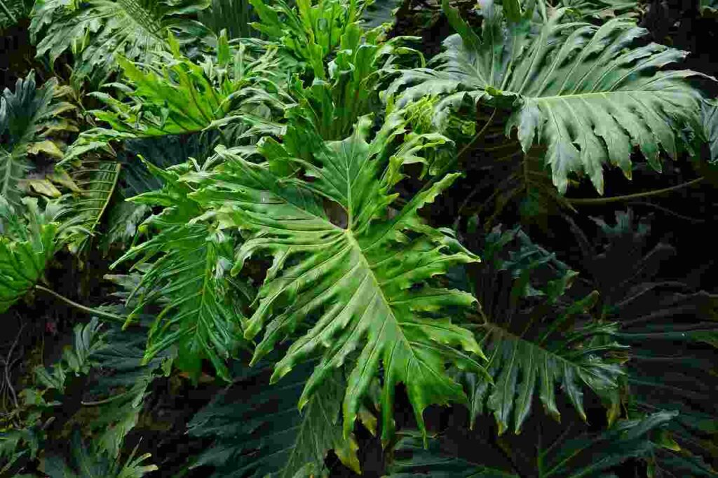 Gardening Mantras : The Best Gardening Ideas For Beginners